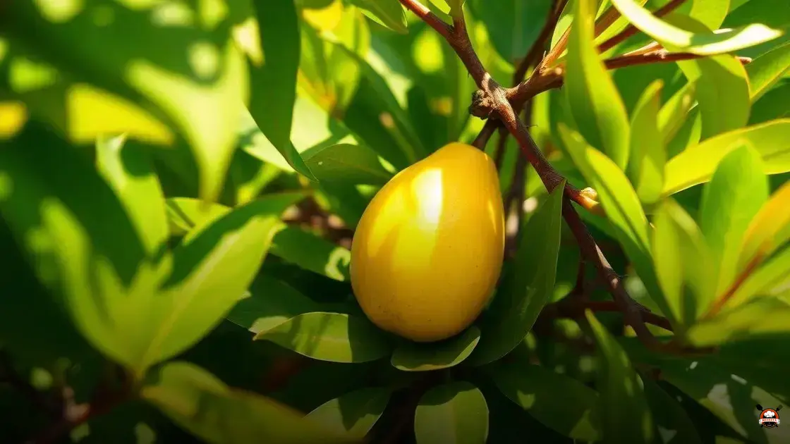 Qual é a fruta abiu? Descubra suas características